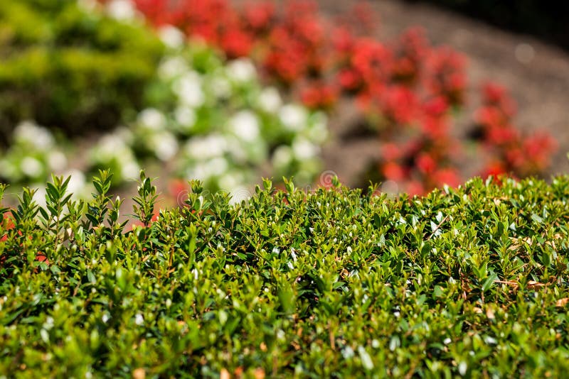 Hedge in a garden stock image. Image of ornamental, botanical - 94310621