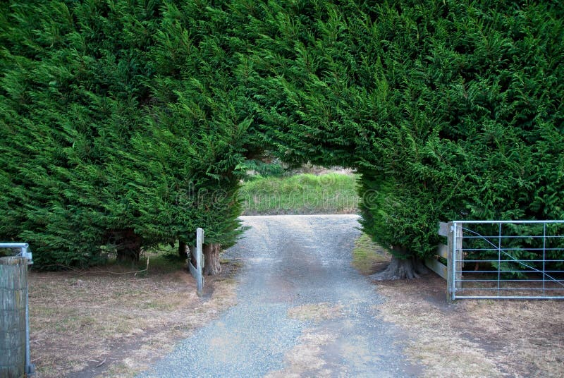 Hedge Gate stock photo. Image of greenery, green, trees - 13799662