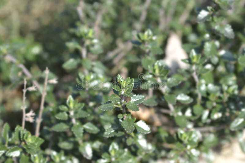 Hedge germander stock photo. Image of hybrid, winter - 275892774