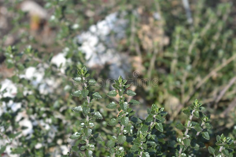 Hedge germander stock photo. Image of hedge, germander - 271864418