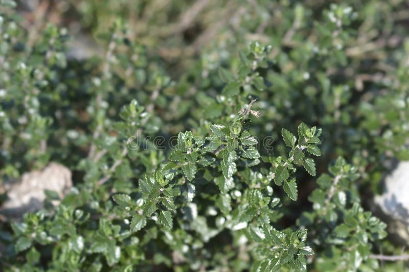 169 Hedge Germander Stock Photos - Free & Royalty-Free Stock Photos ...