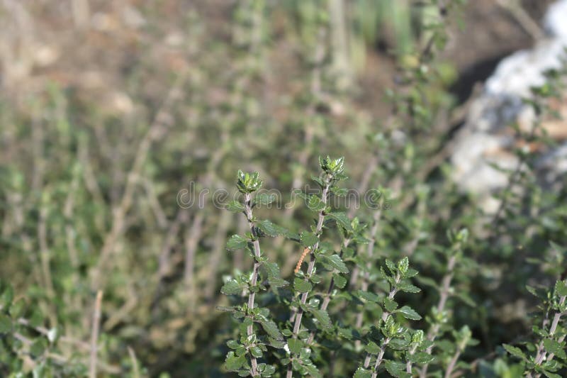 Hedge germander stock photo. Image of hedge, winter - 275205106
