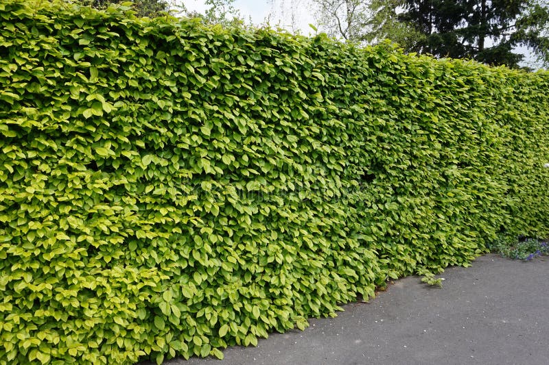 Hedge stock image. Image of spring, hedge, side, fence - 93210615