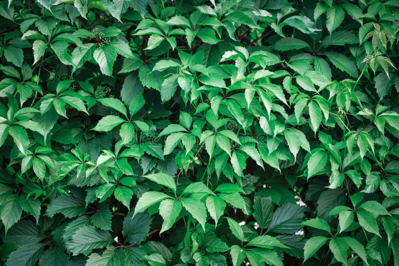 Hedge of Green Leaves of Wild Grapes Stock Photo - Image of decoration ...