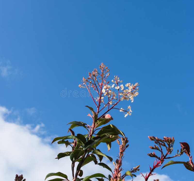 Hedge grows in spring stock photo. Image of beginning - 86546612
