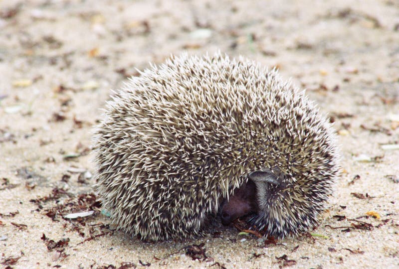 Indian Hedgehog Paraechinus Micropus India Stock Image - Image of sharp ...