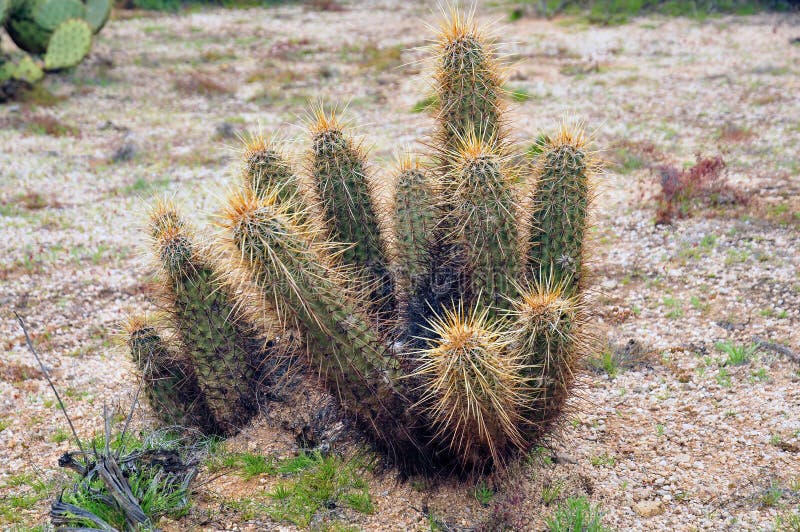 Hedge Hog cactus stock image. Image of desert, sunset - 271619873