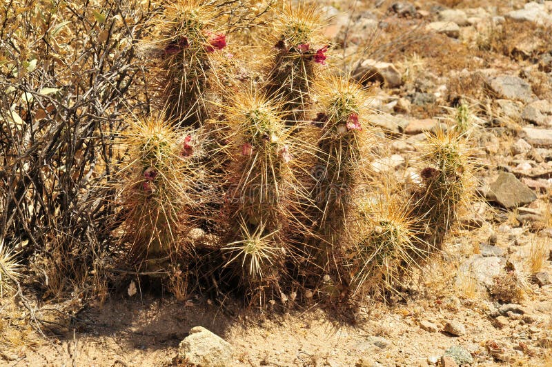 Hedge Hog cactus stock image. Image of cactus, desert - 302106265
