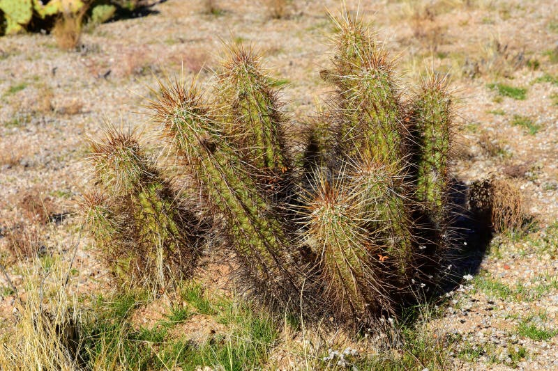 Hedge Hog cactus stock photo. Image of cloud, cactus - 304077774