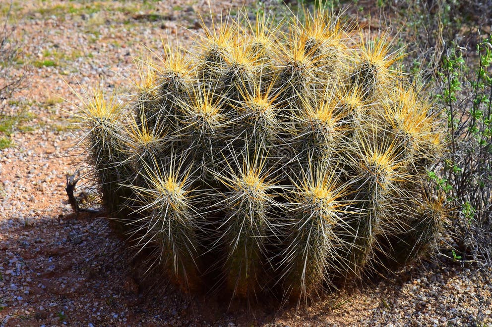 Hedge Hog cactus stock photo. Image of cactus, flower - 312887032