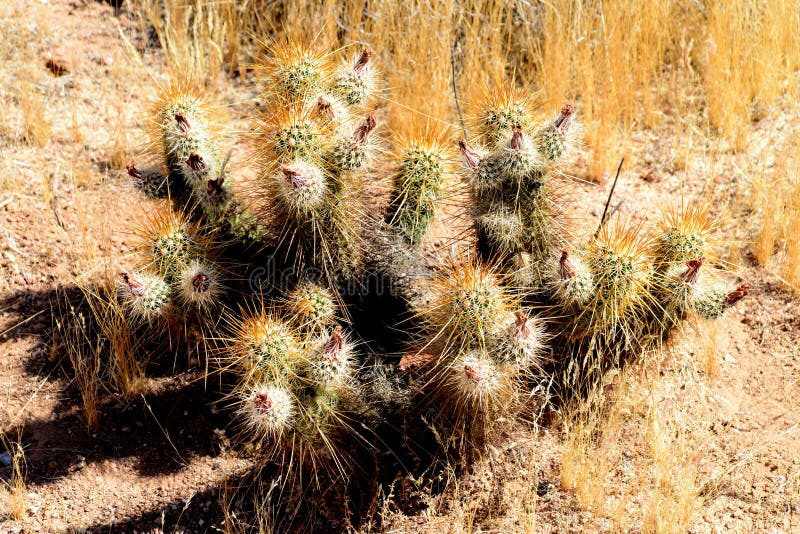 Hedge Hog cactus stock image. Image of color, mountain - 321034591
