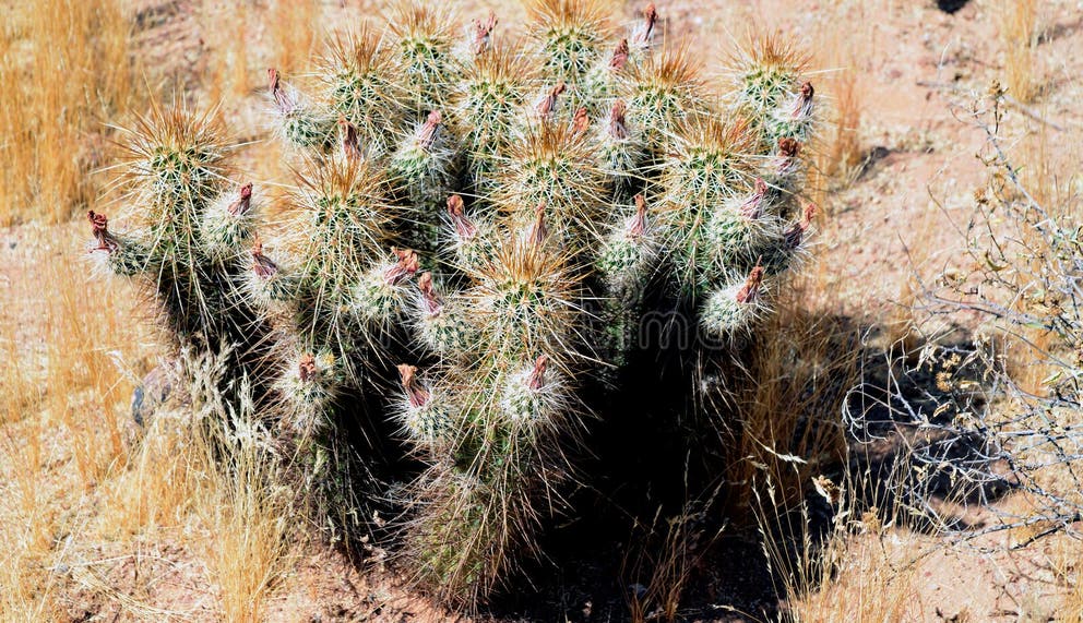 Hedge Hog cactus stock image. Image of spring, landscape - 348976391