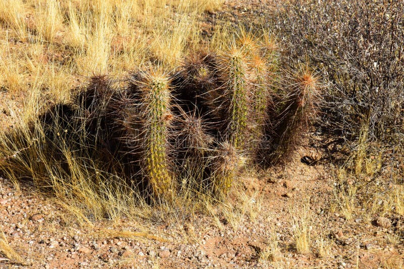 Hedge Hog cactus stock image. Image of desert, cloud - 367563185