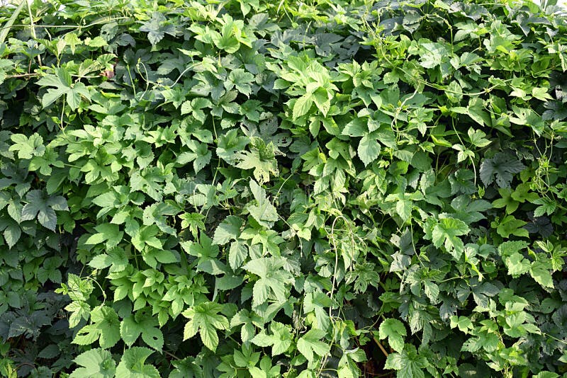 Climbing Hops on Stone Wall Stock Photo - Image of hops, materials ...