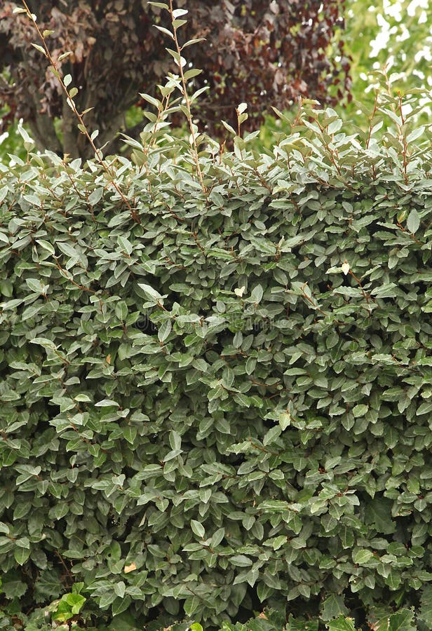 Hedge of Elaeagnus Ebbingei Stock Image - Image of chalef, garden ...