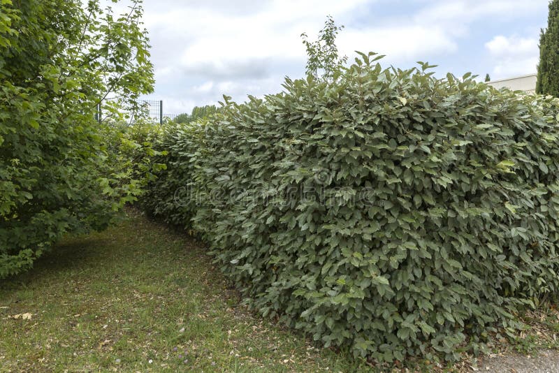 Hedge of Elaeagnus Ebbingei Stock Image - Image of ebbingei, house ...