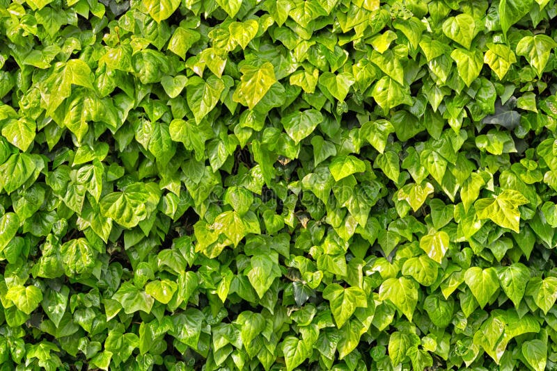 Hedge of ivy stock photo. Image of born, kindness, care - 38860614