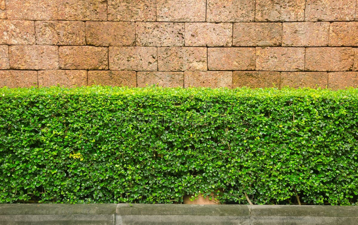 16,204 Hedge Wall Background Stock Photos - Free & Royalty-Free Stock ...