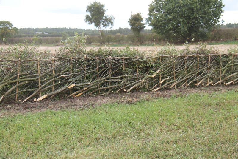 Hedge Laying Boundary. stock image. Image of pasture - 276395841