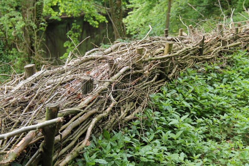 Traditional Hedge Laying in England Stock Photo - Image of british ...