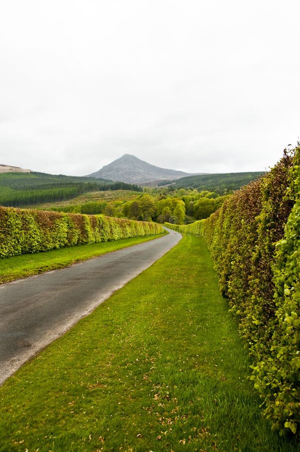 Hedge Lined Road with Goatfell Stock Photo - Image of natural, driving ...