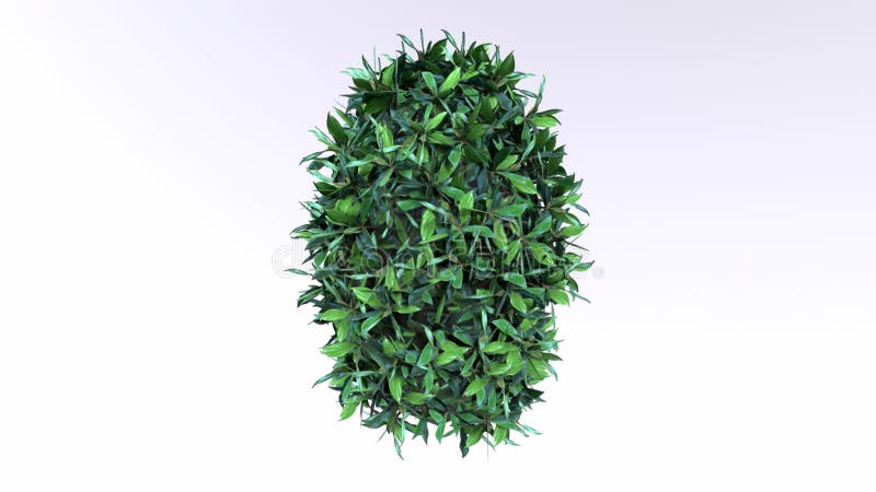 Hedge Long Round Rotation in Loop on White Background Stock Footage ...