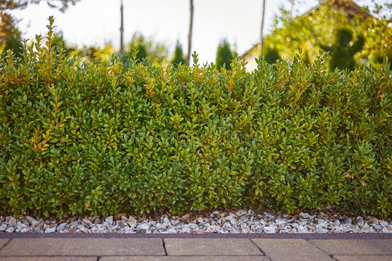 Shaved Bush Stock Photos - Free & Royalty-Free Stock Photos from Dreamstime