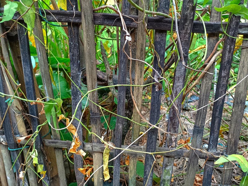 A Hedge Made of Bamboo Filled with Dry Vines Stock Photo - Image of ...