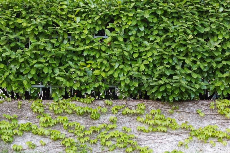 Hedge Over an Ivy Covered Wall Stock Photo - Image of nature, bushy ...