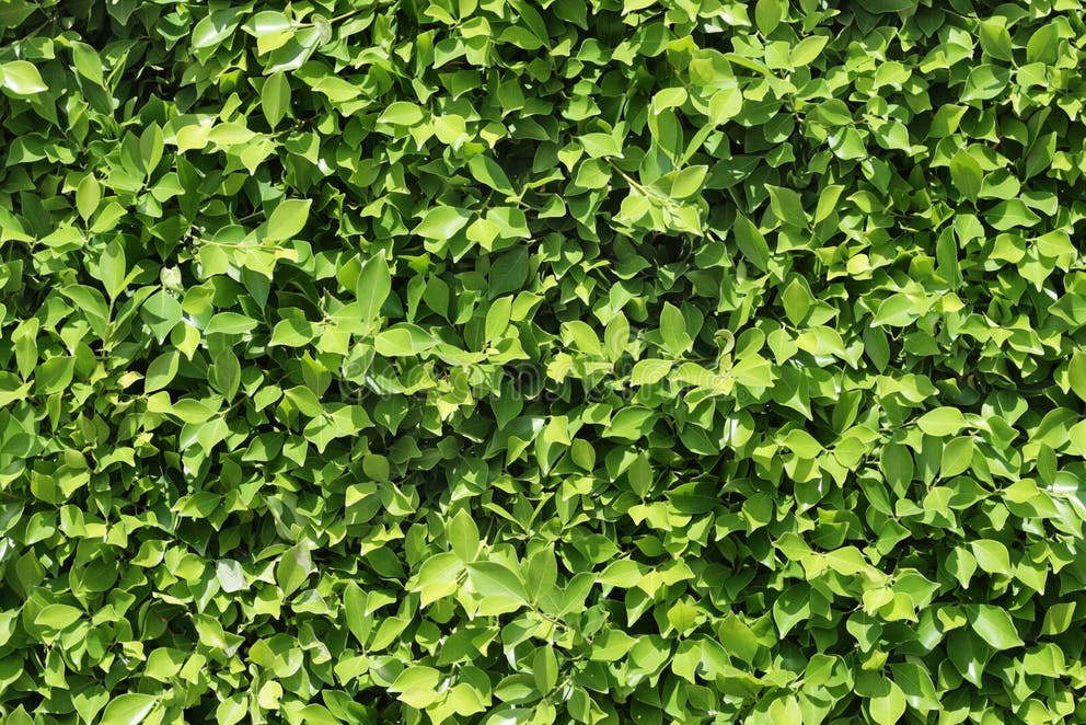 Hedge pattern stock photo. Image of floral, seasons, nature - 9379620