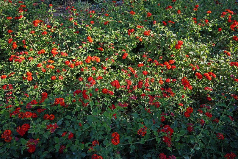 Hedge Plant with Red Flowers Stock Image - Image of bush, ecology ...