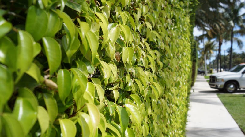 Hedge protector stock image. Image of spring, fance, landscape - 86971431