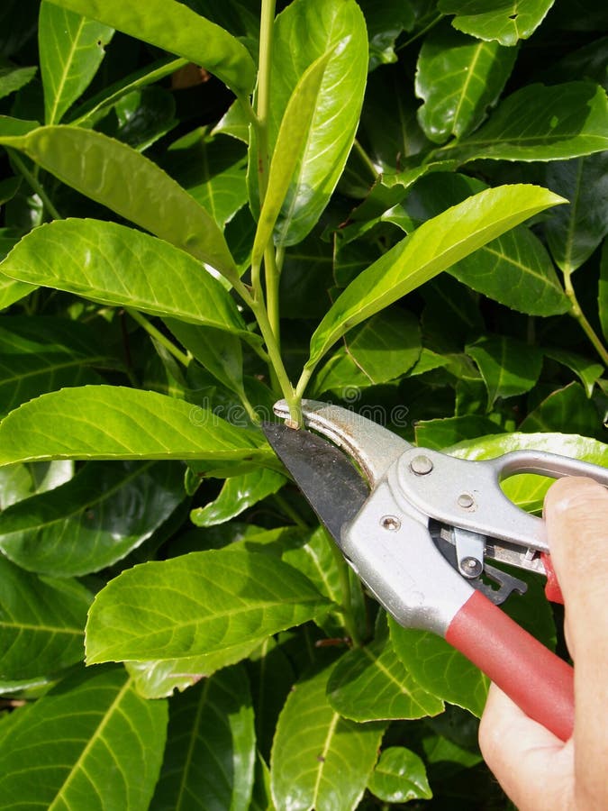 Hedge Pruning with Secateurs Stock Image - Image of cutter, jungle ...
