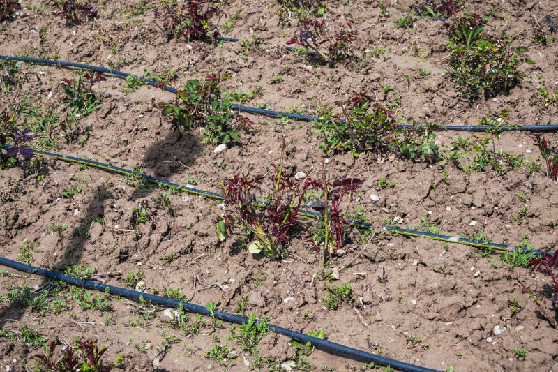A Hedge of Roses, a Row of Rose Bushes after Wintering Stock Image ...