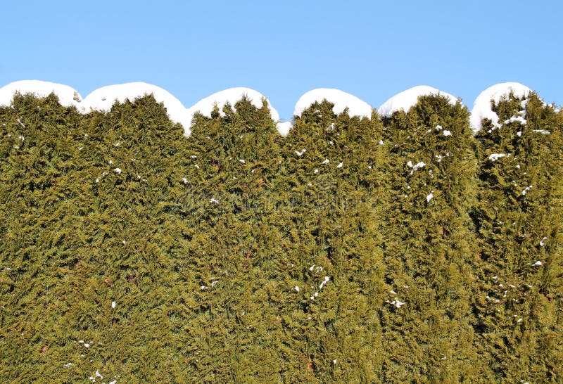 Hedge with snow closeup stock image. Image of flourishing - 113175485