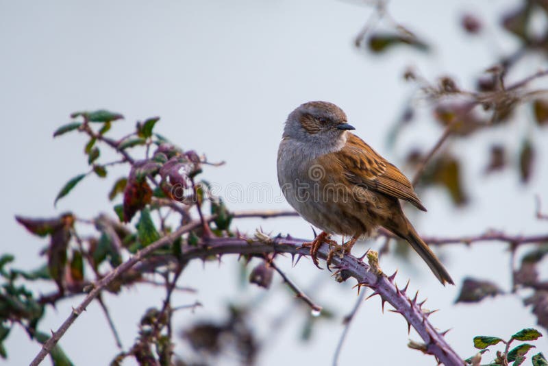 Hedge sparrow stock image. Image of tree, brown, small - 54766759