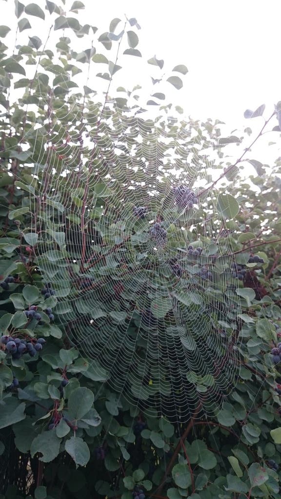 Hedge spider web stock photo. Image of hedge, foggy, edited - 74368560