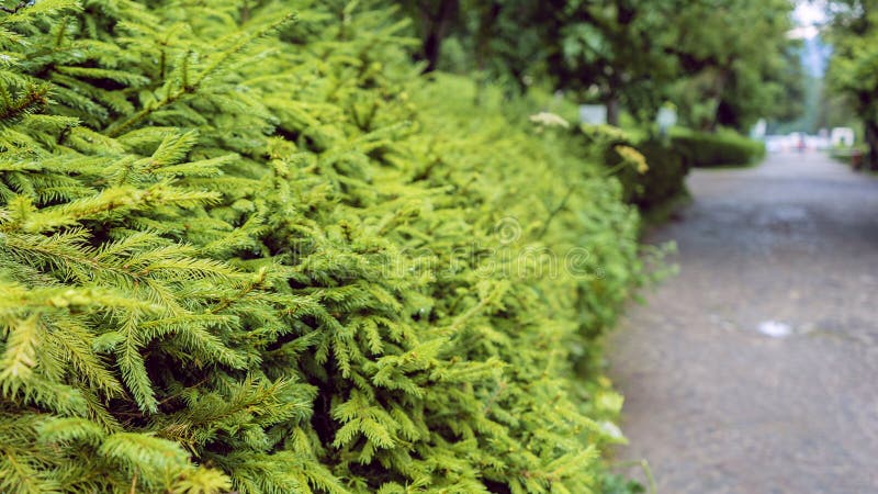 Background of a Lime Tree stock photo. Image of abstract - 9869434