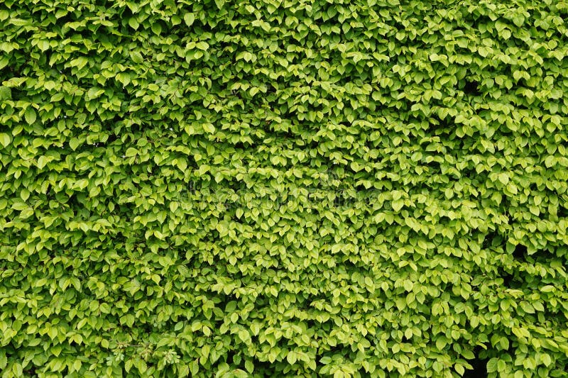 Hedge texture stock image. Image of garden, bush, spring - 93210715