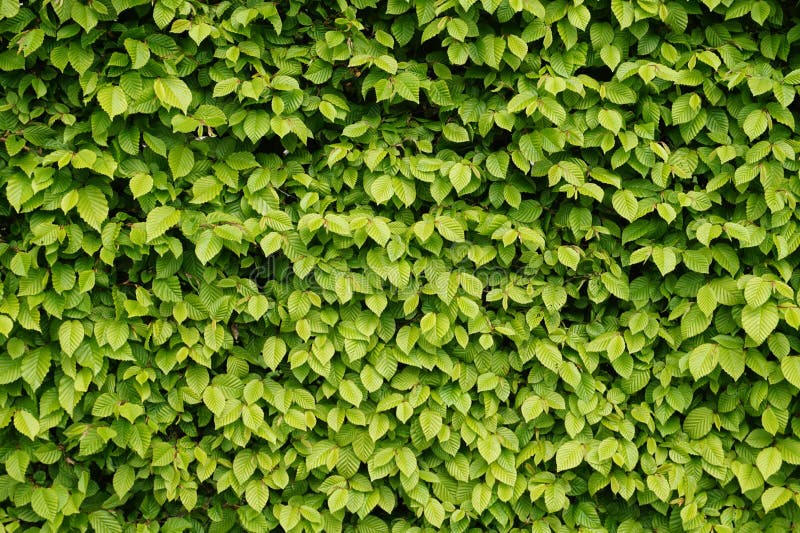 Hedge texture stock photo. Image of summer, nature, hedgerow - 93210844