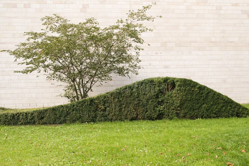 Hedge with tree stock image. Image of scenics, gardening - 7096165