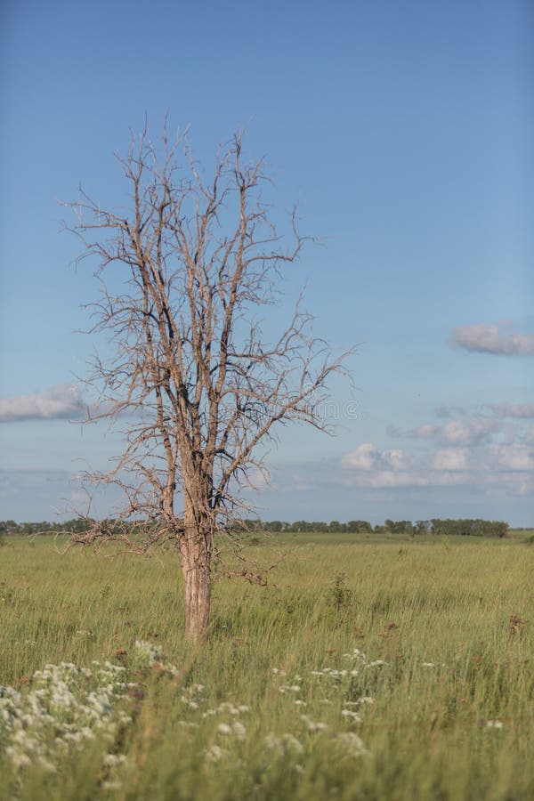 Hedge Tree - Maclura Pomifera Stock Photo - Image of bodark, thorny ...