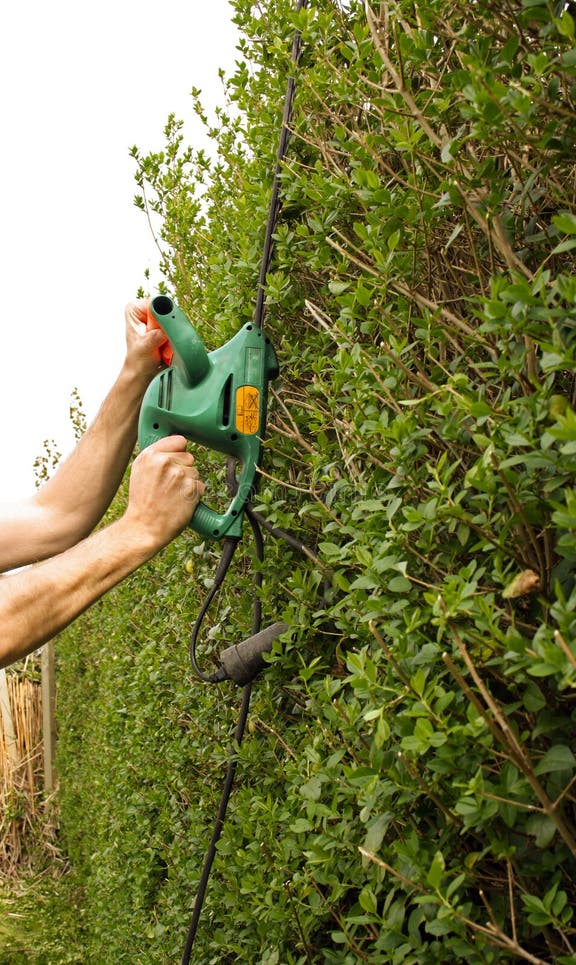 Hedge trimming stock photo. Image of ligustrum, trim - 14074084