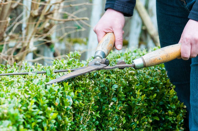 Hedge Trimming stock image. Image of person, trimming - 39625227