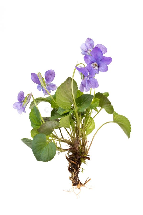 Hedge violet with roots stock image. Image of wildflower - 121398629