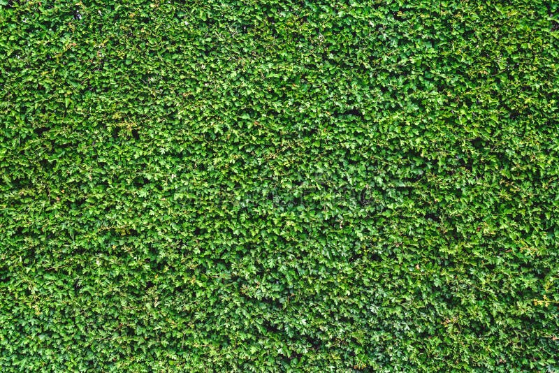 The Hedge Wall is a Rich Beautiful Green Color. Texture, Background ...