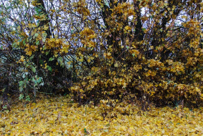 Hedge in autumn stock photo. Image of shrub, branch, rose - 30234914