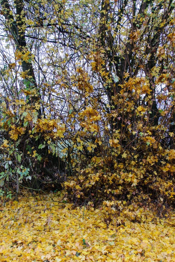 Hedge in autumn stock photo. Image of rose, hawthorn - 30234956