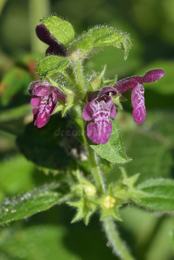 Hedge Woundwort stock photo. Image of flora, plant, portrait - 64452230