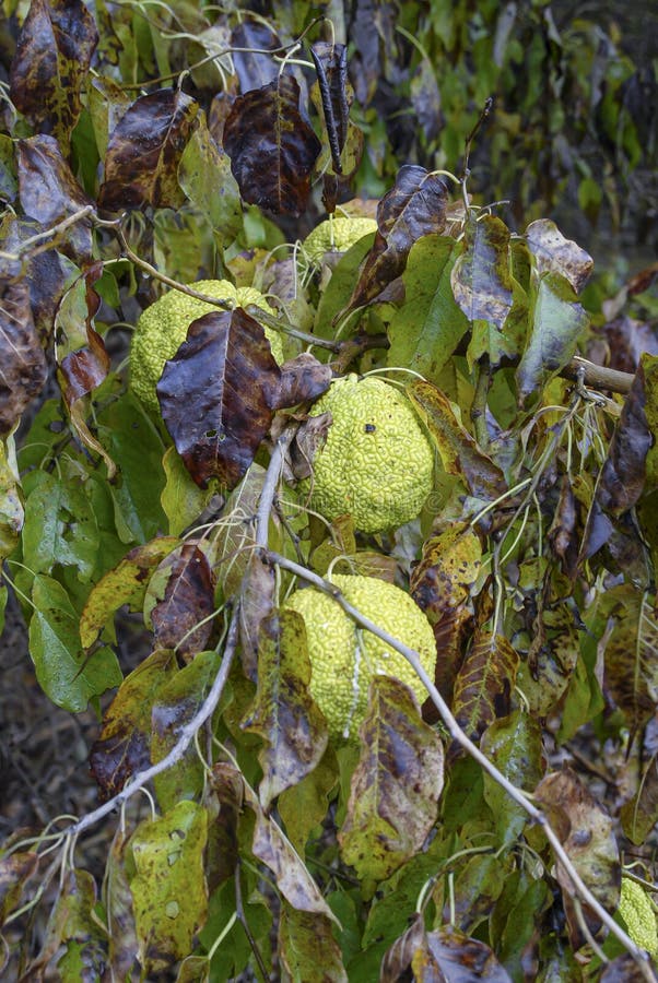 Hedgeapples, the Fruit of the Osage Orange Tree Stock Photo - Image of ...